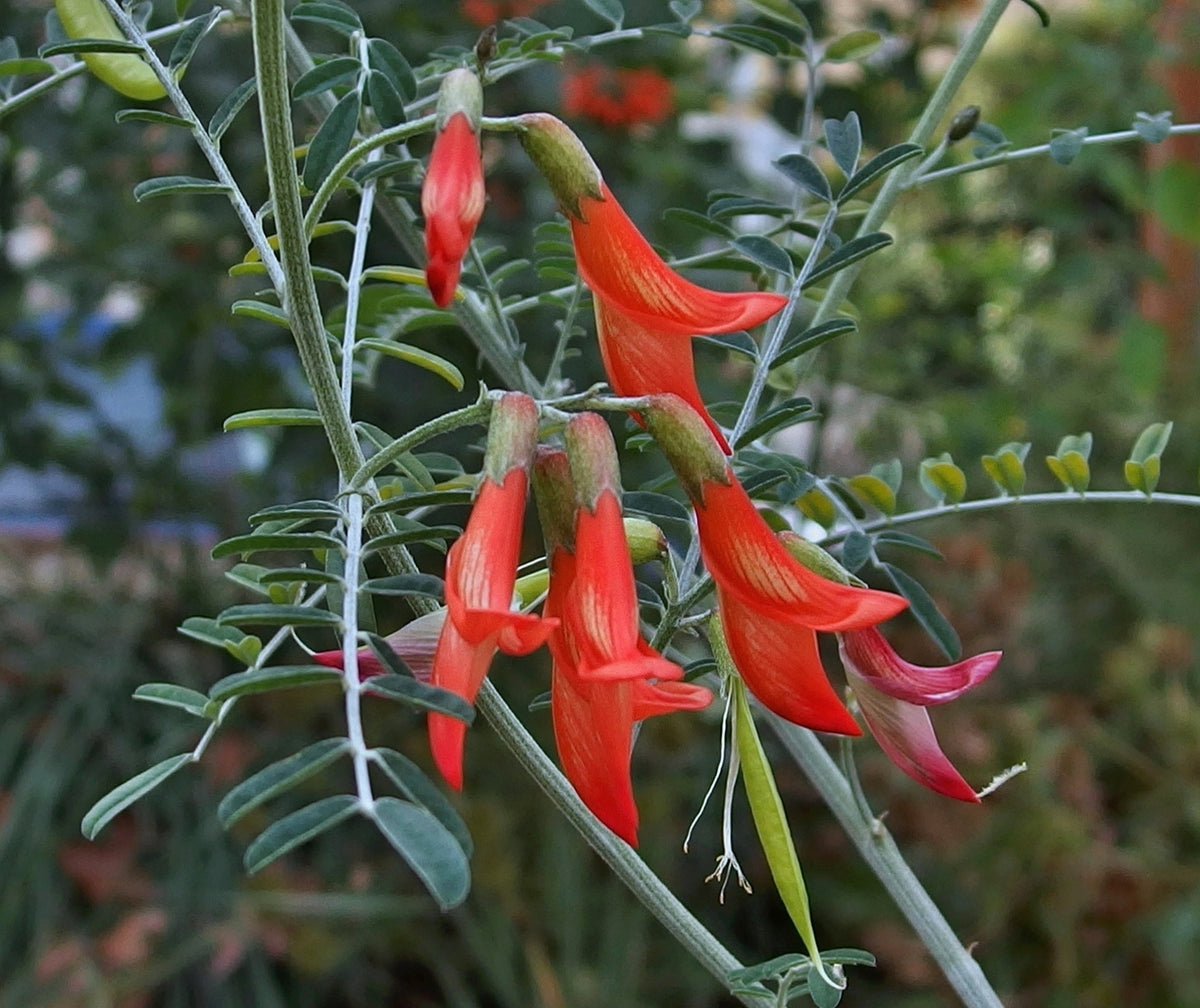 Ballonerbse - Sutherlandia frutescens | Kopfnote