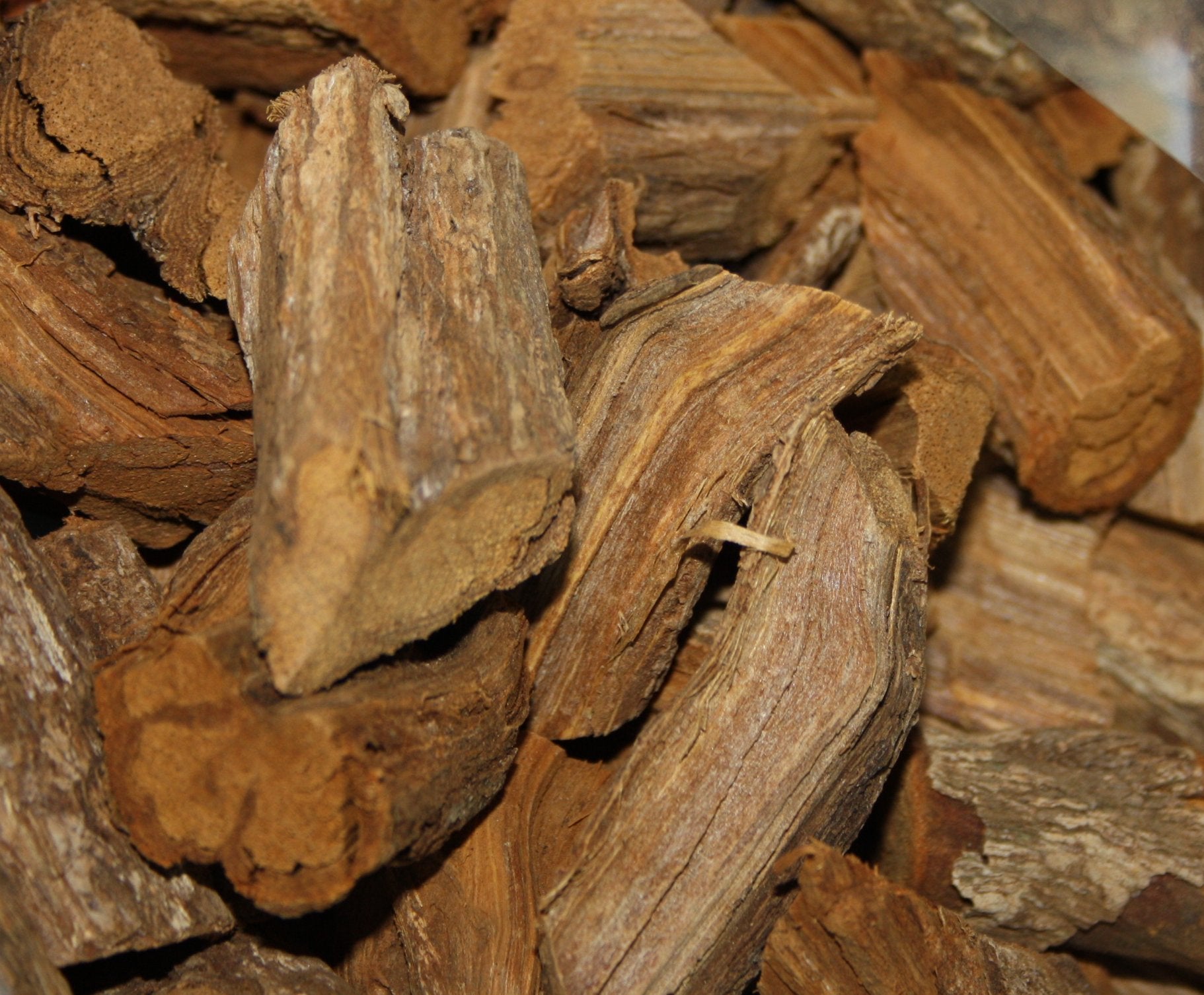 Banisteriopsis caapi - Caupuri - | Kopfnote